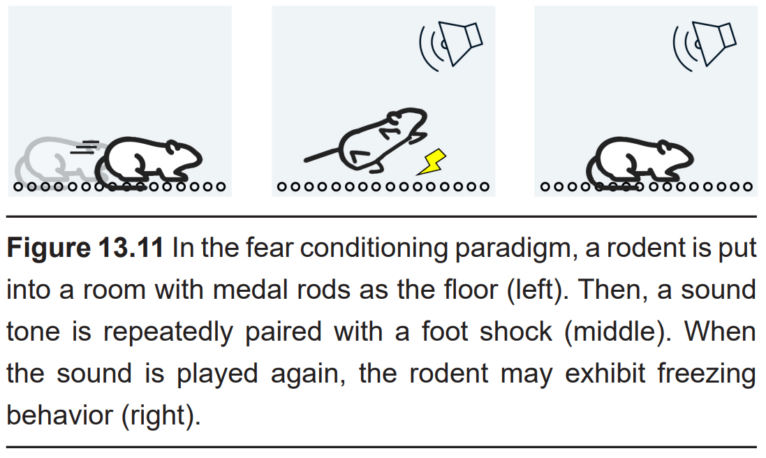 Chapter 13: Learning & Memory – Open Neuroscience Initiative