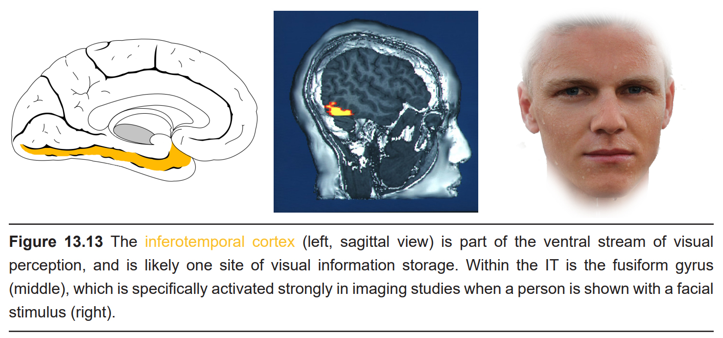 Chapter 13: Learning & Memory – Open Neuroscience Initiative